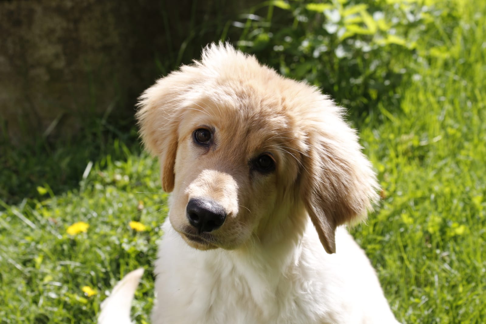 Breeding healthy animals - expert-led genetics courses online