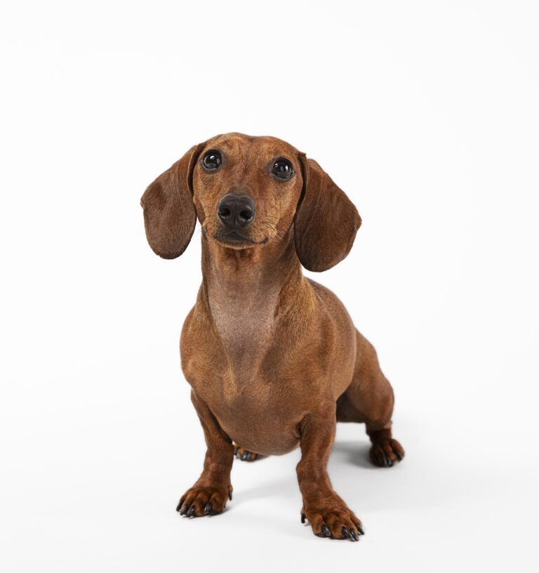 CDPA for short legs and CDDY for disc disease - HealthyBreeding